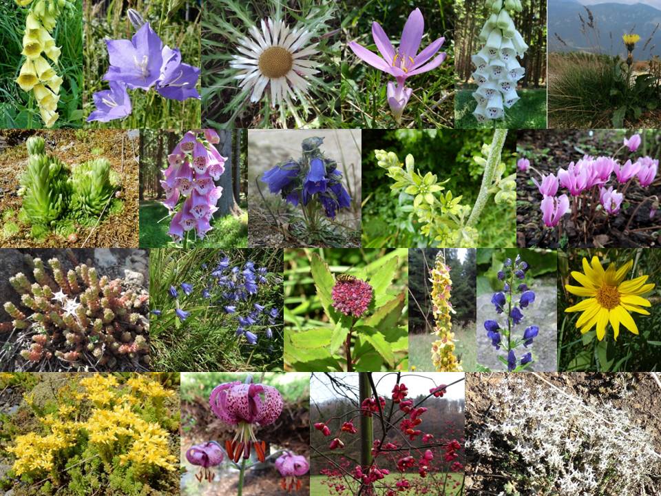 Rostliny :: Lumír Král